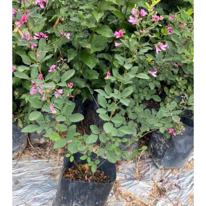 Lespedeza Bicolor(real plant ) | Shopee Malaysia