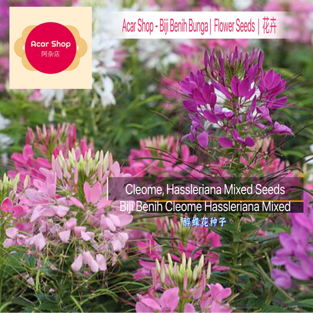 Cleome Hassleriana Mixed Seeds | Biji Benih Cleome Hassleriana | 醉蝶花种子 ...