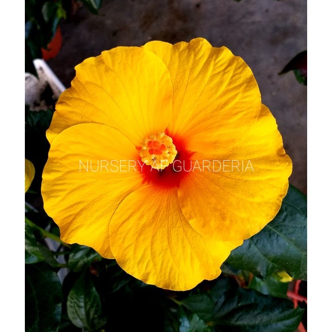 BUNGA RAYA KUNING (ANAK POKOK) | Shopee Malaysia