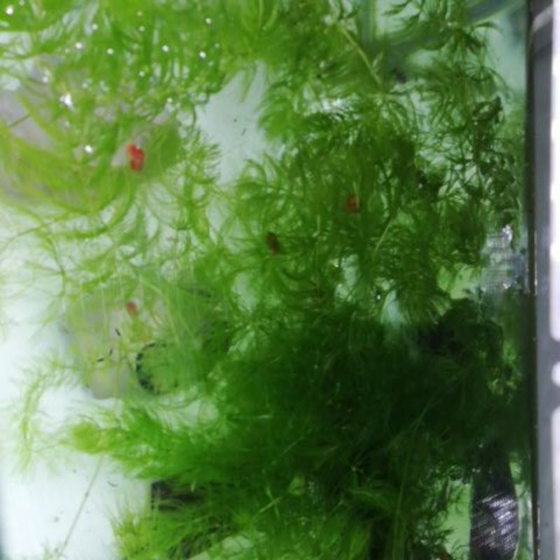 Hornwort Aquatic Plants(Pure Gapi) | Shopee Malaysia