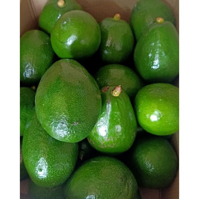 avocado ori cameron 1kg rm18 | Shopee Malaysia
