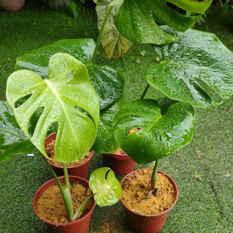 Monstera Deliciosa - baby (real plant) | Shopee Malaysia