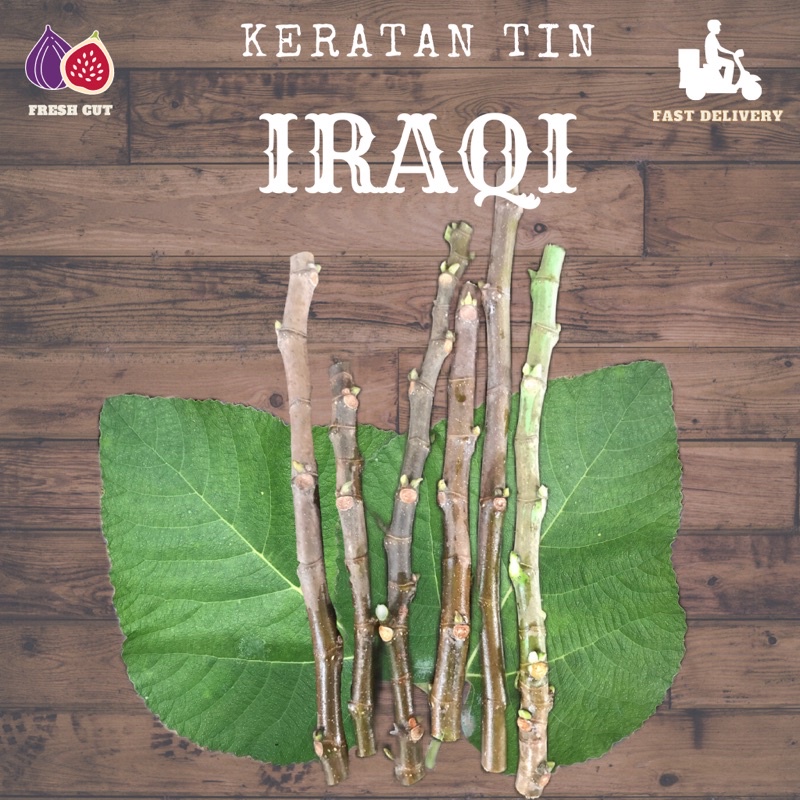 CUTTING FIG IRAQI / KERATAN TIN IRAQI freshly cut | Shopee Malaysia