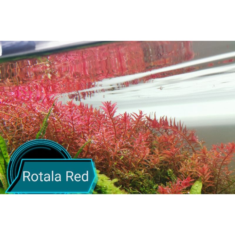 rotala blood red submerged form | Shopee Malaysia