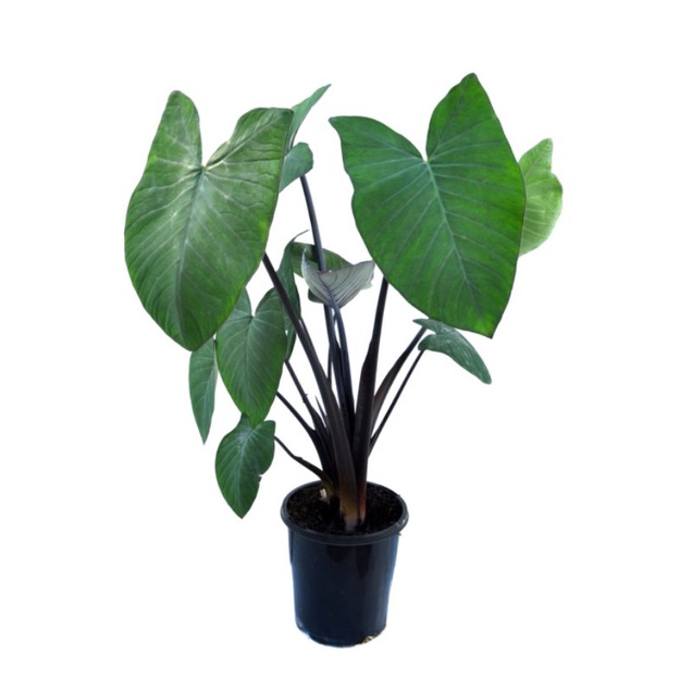 Blue Taro - Xanthosoma violaceum 紫芋Black Stem’, Elephant Ear | Shopee ...