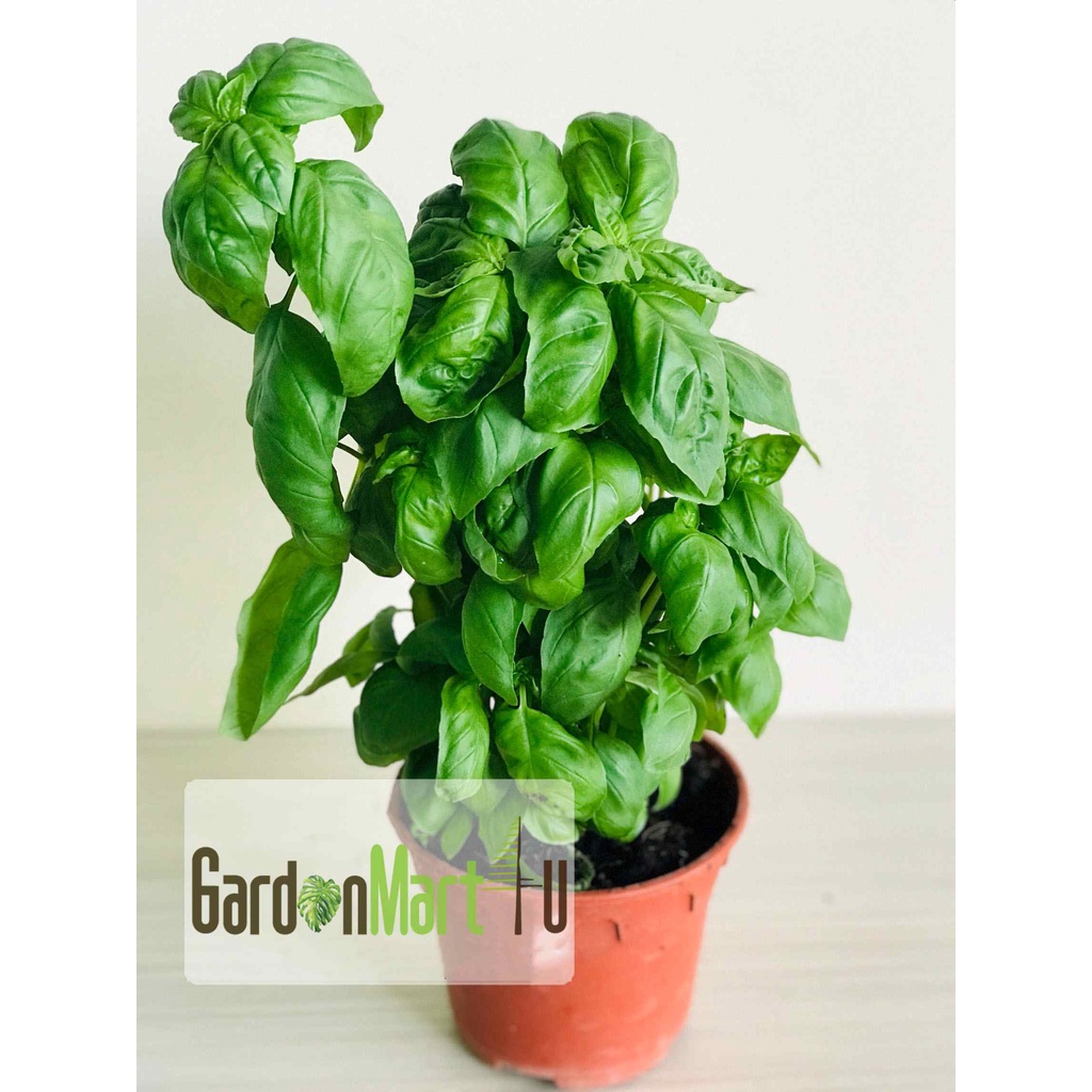 GM4U Herbs Plant Pokok Herba Lavender|Lemon Balm|Thai Basil|Rosemary ...