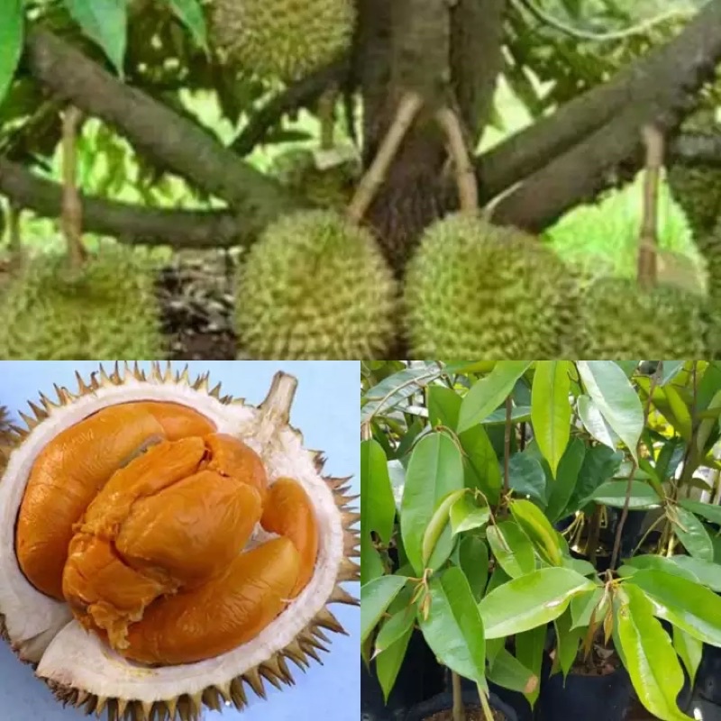POKOK DURIAN DURI HITAM | Shopee Malaysia