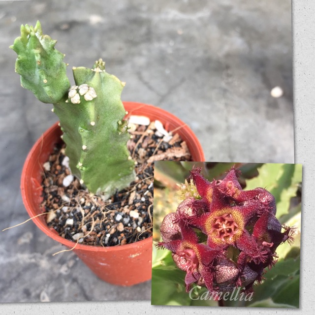 Succulent- Asclepiadaceae- Caralluma foetida 多肉 萝藦科 “唐人棒” | Shopee Malaysia