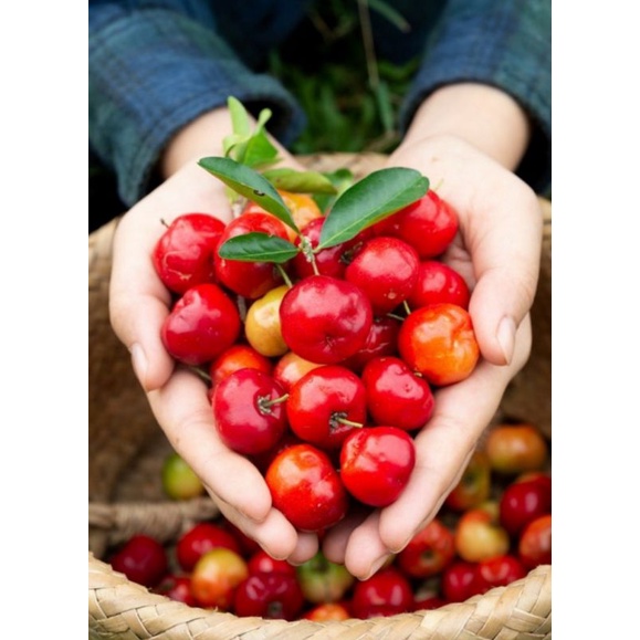 Anak Pokok Ceri Barbados/ Barbados Cherry/ Pokok Ceri/ Cherry Tree ...