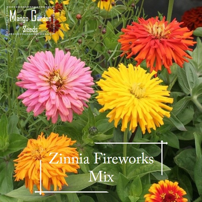 Fireworks Mix Colour Zinnia Seeds - 100 seed *Pot Friendly* Tanam Pasu ...