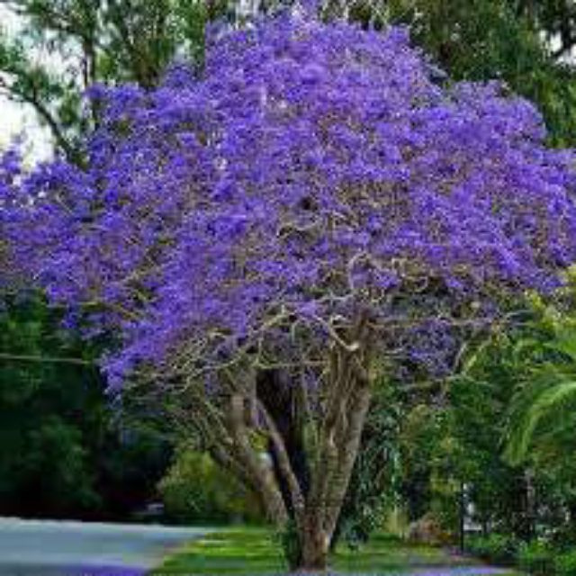 Pokok bunga Jacaranda mimosifolia | Shopee Malaysia