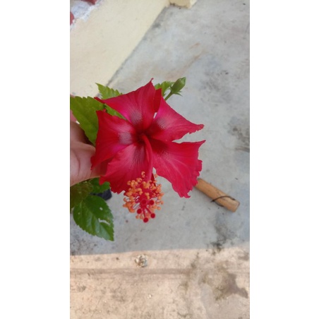 Anak pokok bunga raya merah / red hibiscus plant | Shopee Malaysia