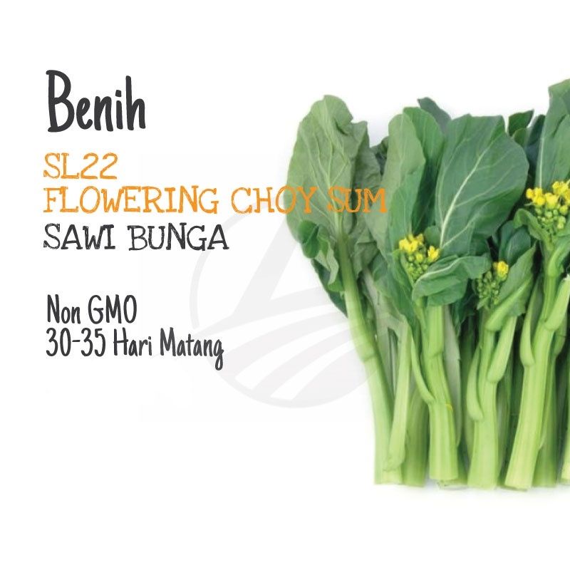 {Pek Besar} BENIH Sawi Bunga | Flowering Choy Sum Seeds 530g | Shopee ...