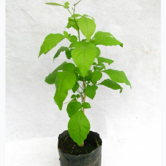 Limited vilvam plant ( indian bael) 100% yang terbaik Lebih dari Satu ...