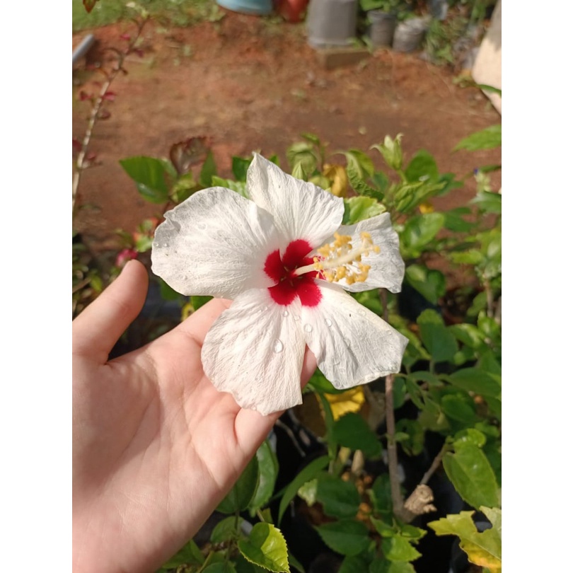 MKT - Hibiscus Rosa Sinensis "Luna white" plant sapling / Anak Pokok ...
