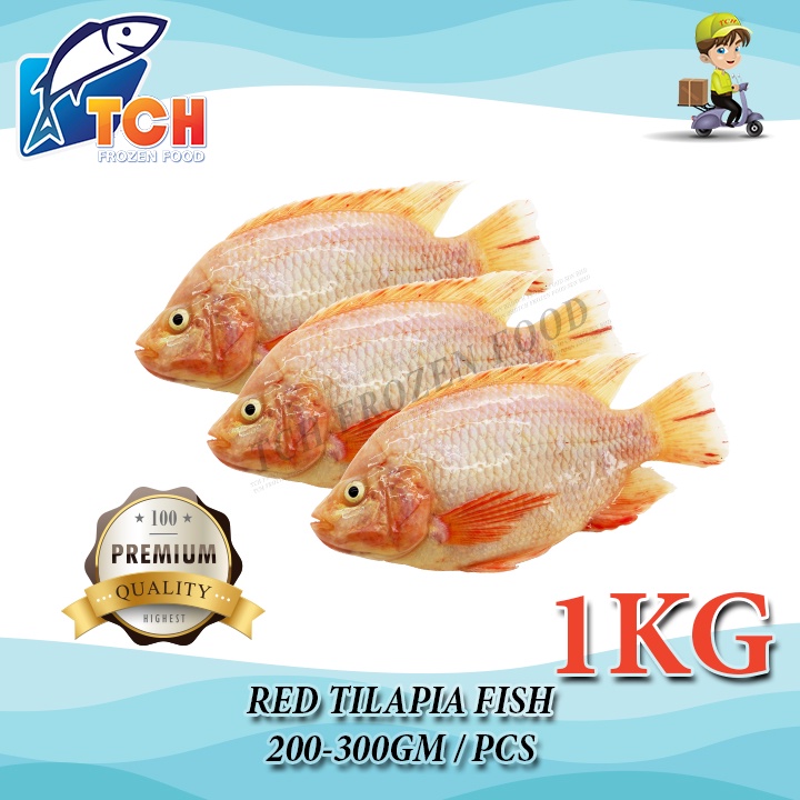 TALAPIA MERAH, RED TILAPIA, TCH FROZEN FOOD, FRESH FROZEN SEAFOOD ...