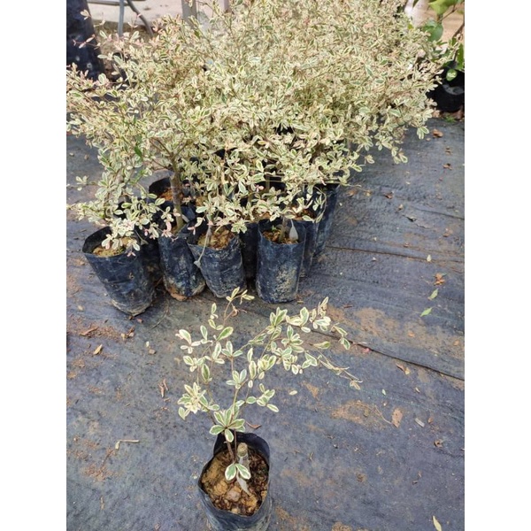 ~pokok bucida batik~ | Shopee Malaysia