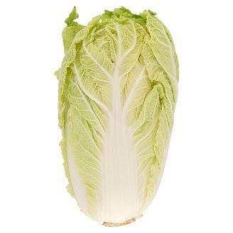 biji benih kubis cina. Chinese cabbage F1 HYBRID. RM2 20seeds. | Shopee ...