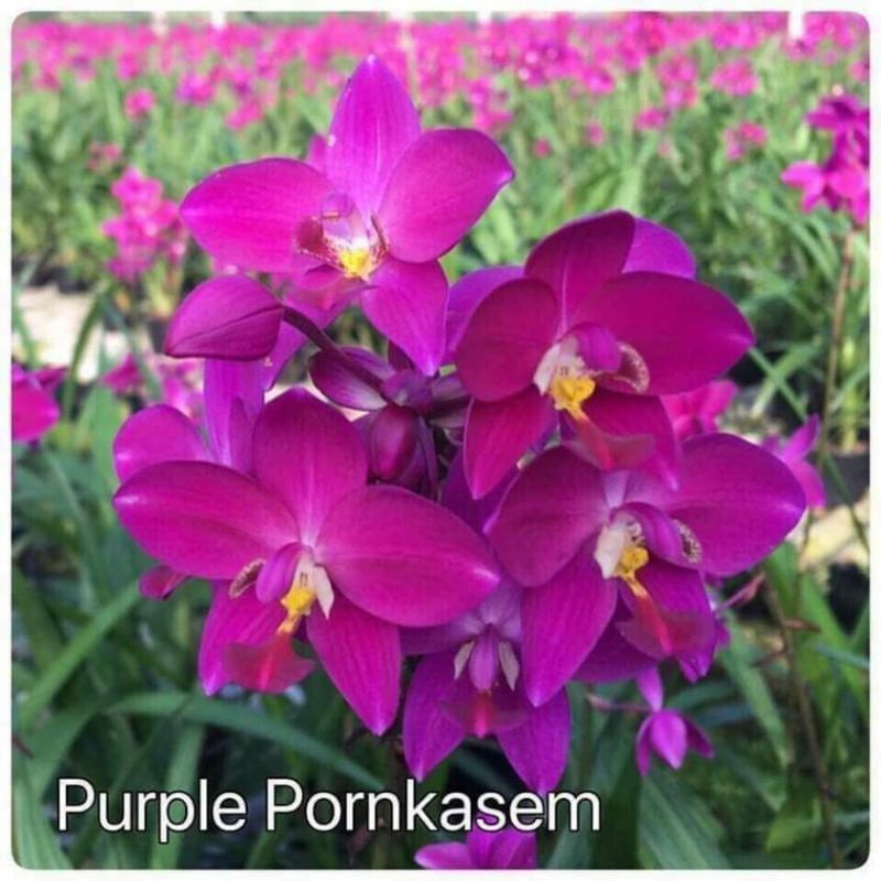 Orkid Pinang Pelbagai Warna Saiz Kecil (SILA BACA DESCRIPTION) | Shopee ...