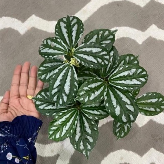 Pilea Cadierei (Watermelon Pilea) | Shopee Malaysia