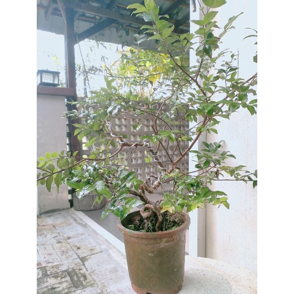 Bonsai Jabuticaba tree, brazil anggur, 树葡萄盆栽 | Shopee Malaysia