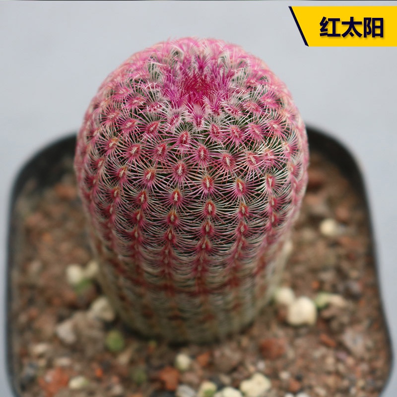 🌸【Easy to bloom】Natural Cactus，Cactus Red Sun Cactus Purple Sun ...
