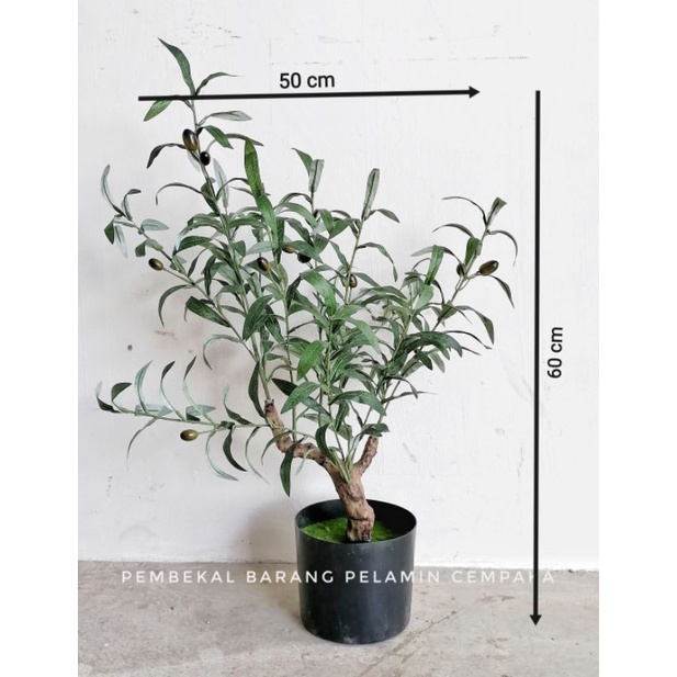Pokok Viral Hiasan Rumah Pokok SkyBird Pokok Yucca Pokok Eucalyptus ...
