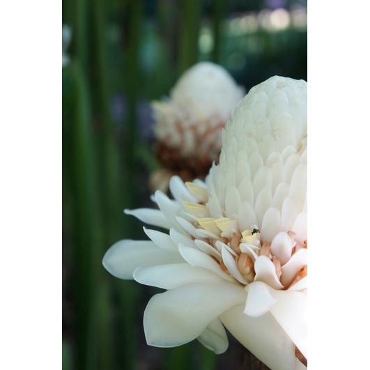 ANAK POKOK “Kantan Putih” • Rare & Exotic • Bunganya Cantik Di Pinggan ...