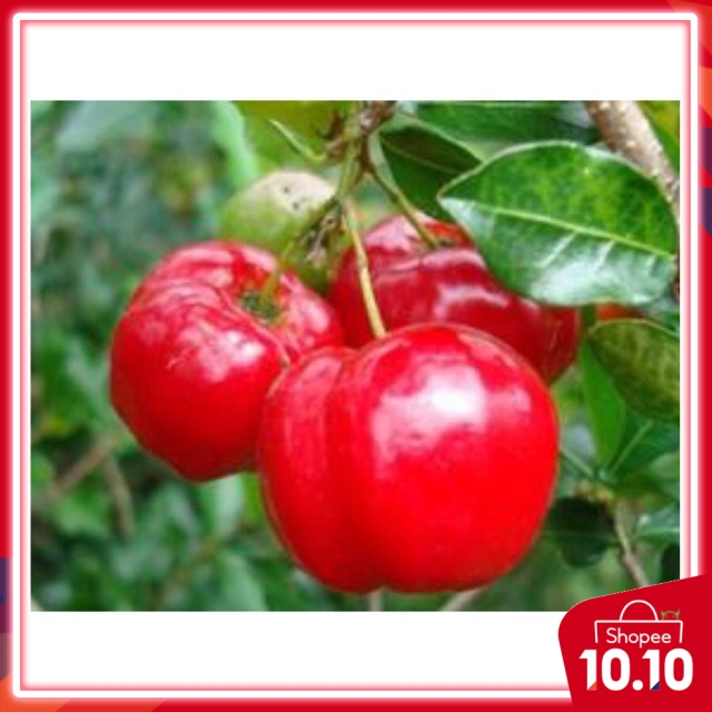 Pokok CERI BARBADOS tinggi khasiat perubatan dan pendinding pagar rumah ...