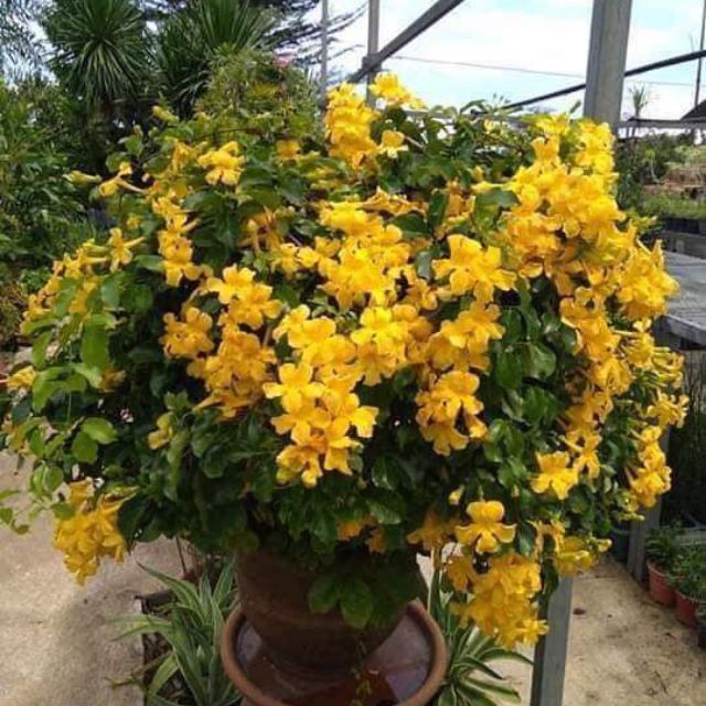 Anak pokok cats claw/pokok kuning menjalar | Shopee Malaysia