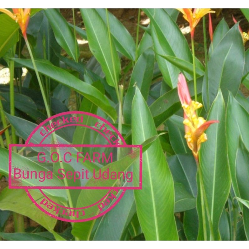 Anak Pokok Bunga Sepit Udang | Shopee Malaysia