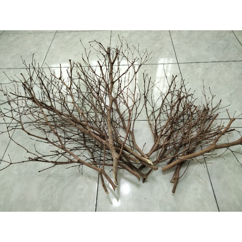 Ranting kayu hiasan dari pokok hidup (semulajadi/original). Ramadan ...