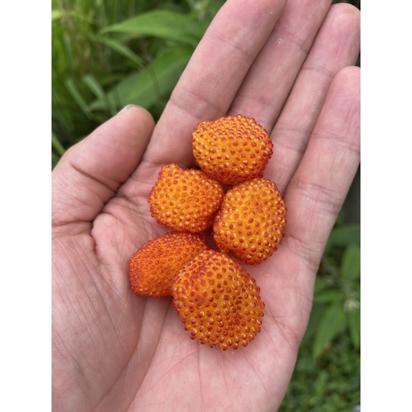 Anak pokok Native Raspberries Rubus Sumatranus 山梅 | Shopee Malaysia