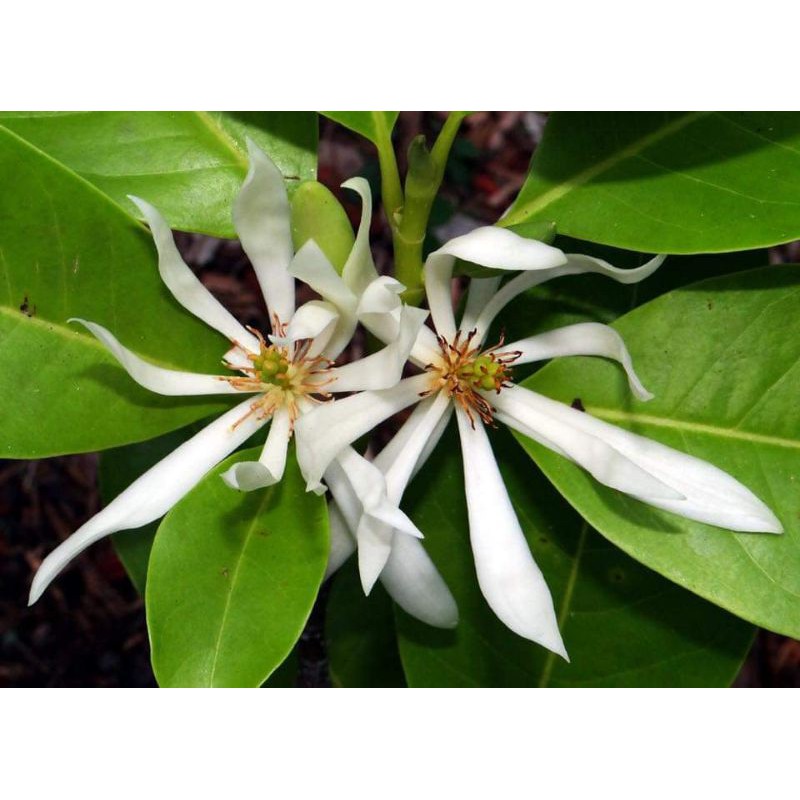 Pokok Cempaka Chempaka Telur Putih Kuning / Pisang Merah / Putih ...