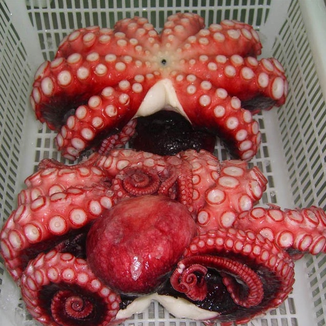 2Kg± Premium Whole Cooked Giant Octopus Ni Tako Frozen Boiled Octopus ...
