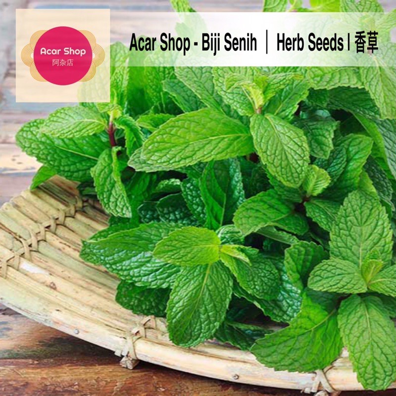 Mint, Peppermint Seeds | Biji Benih Herba Pudina | 胡椒薄荷种子 Acar Shop ...