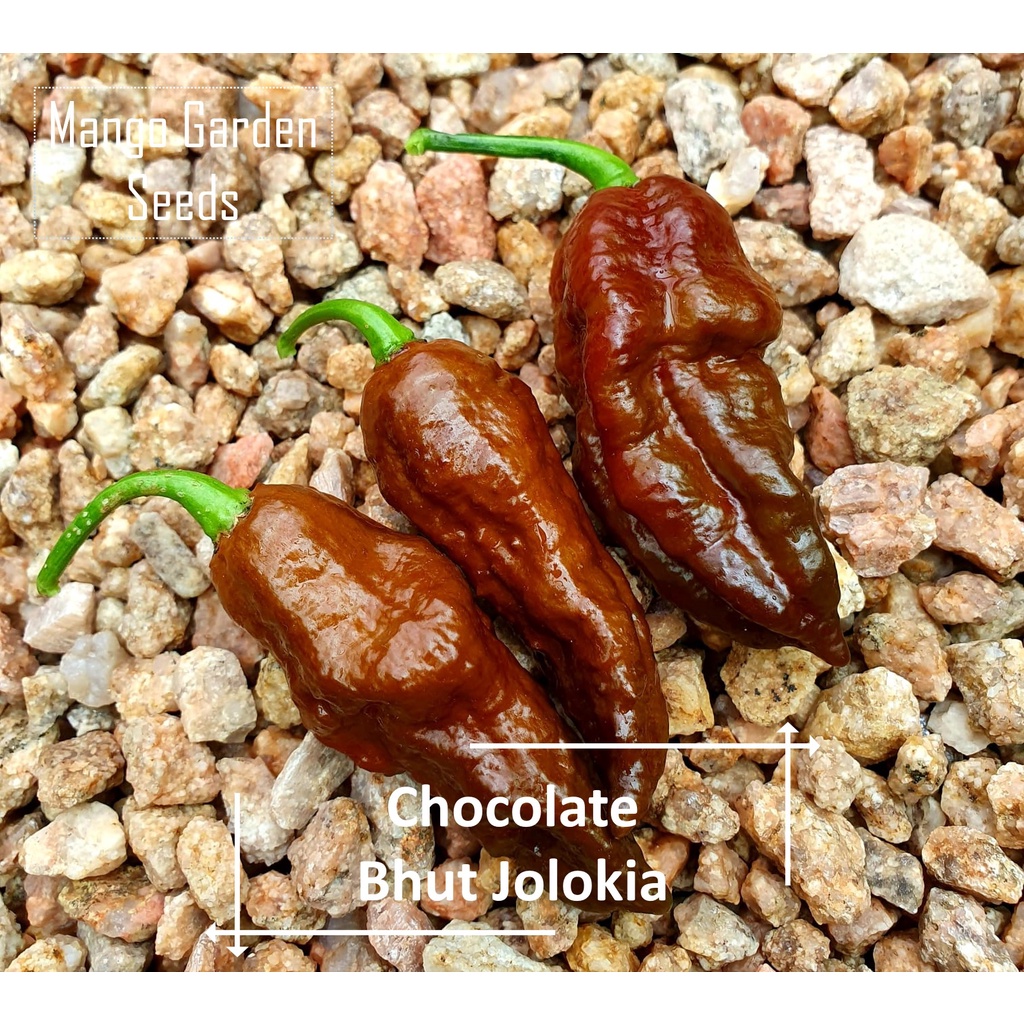 Chocolate Bhut Jolokia Ghost Pepper Seeds - 5 Seed *Pot Friendly* Tanam ...