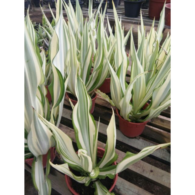 Pokok Agave kuning putih outdoor plant | Shopee Malaysia