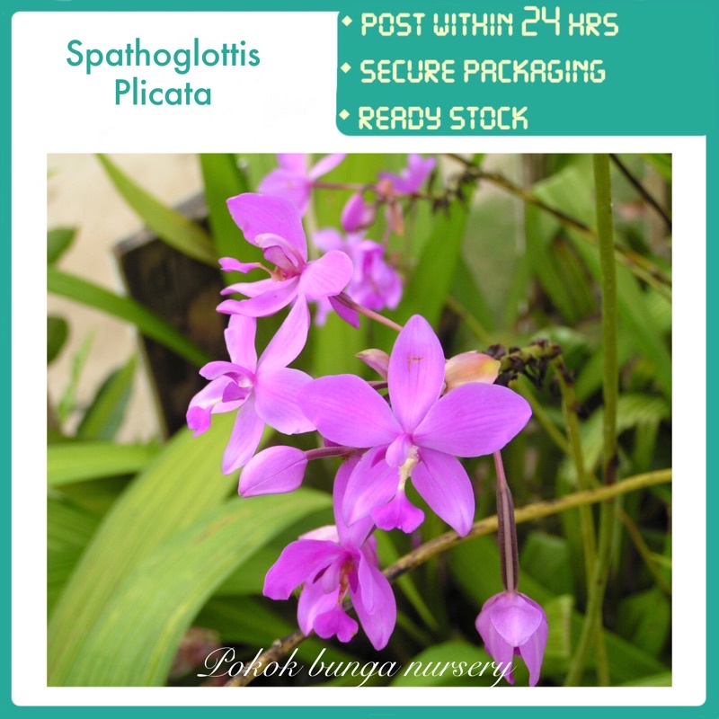 PBN - spathoglottis plicata ungu - pokok bunga nursery philipine ground ...