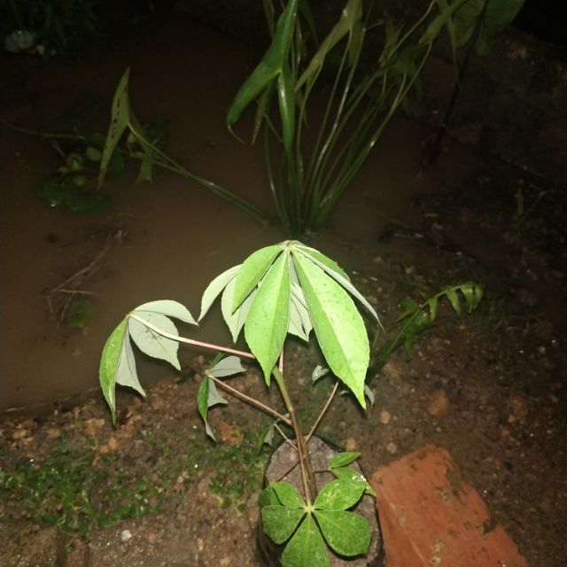 Kapok Tree / Pokok Kekabu | Shopee Malaysia