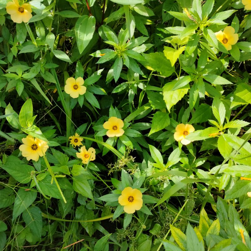 Keratan Batang Pokok Bunga Tunera / Tunera Subulata / Turnera / Pukul ...