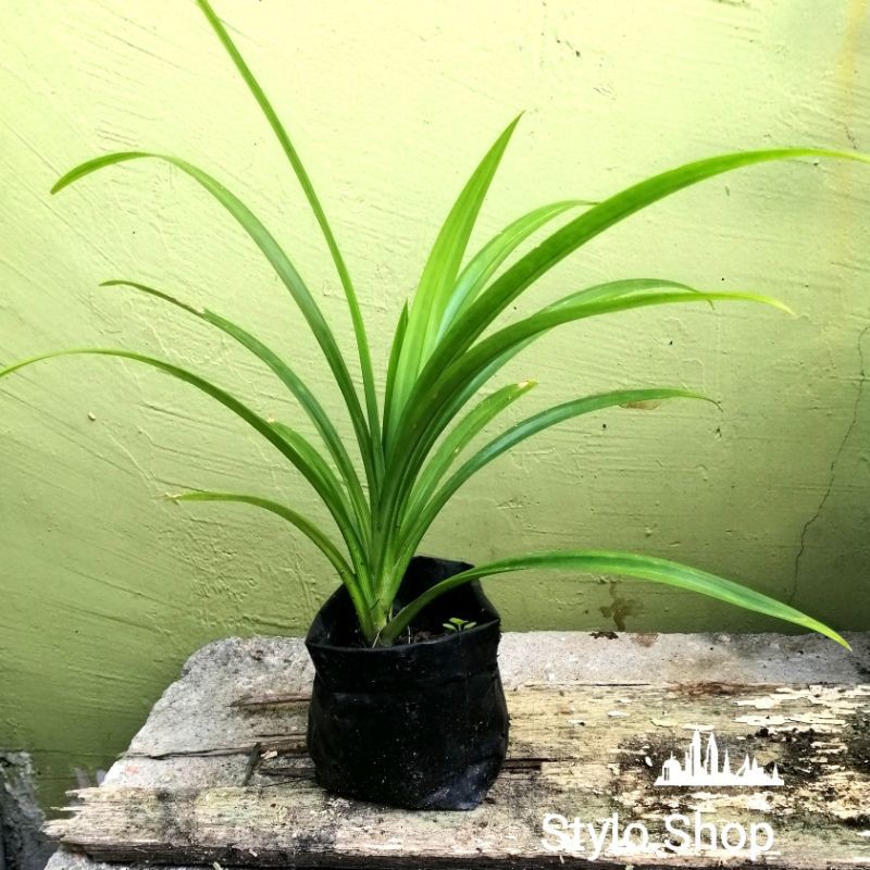 Pokok Pandan (berakar) | Shopee Malaysia