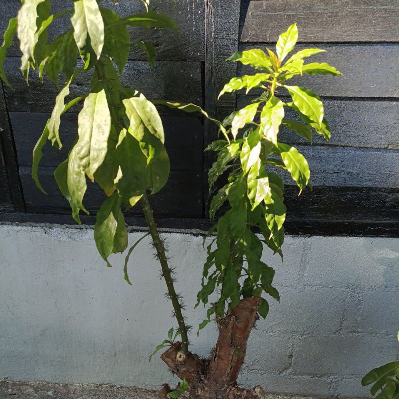 Pokok tujuh duri(dipos sebagai keratan batang sahaja.boleh ditanam dlm ...