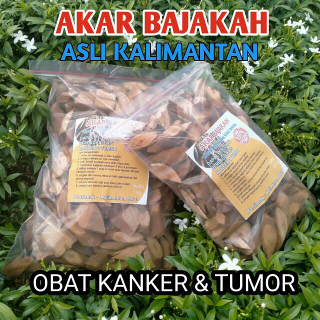 KAYU Bajakah/bajakah Wood/BAJAKAH Root Original kalimantan 30rb/250gram ...