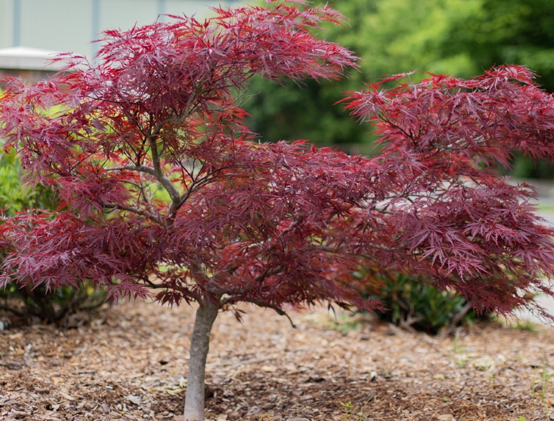 Anak Pokok Japanese Maple Merah (Acer Rubrum) Hiasan Suka Panas ...