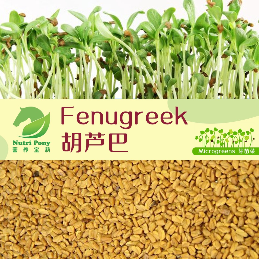 100 Grams Fenugreek / Methi Microgreens Seeds Non-GMO 胡芦巴芽苗菜种子香草 Biji ...