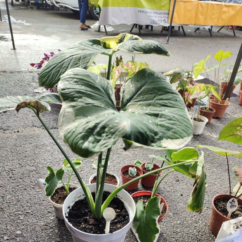 POKOK MICKEY MOUSE VIRAL SIZE INDUK | Shopee Malaysia