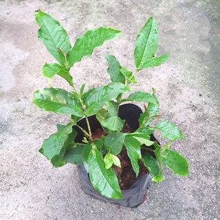 Anak pokok jambu bertih merah, boleh tanam dalam pasu. | Shopee Malaysia