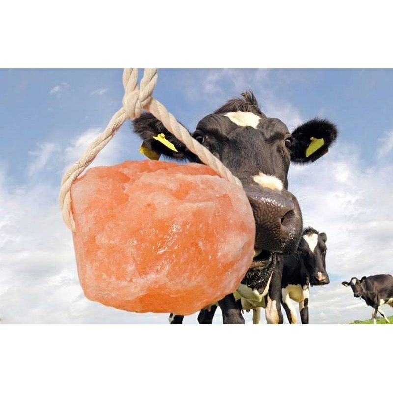 MINERAL BLOCK GARAM JILAT LEMBU/KAMBING/RUSA/KUDA Soak Salt SIZE XL 4 ...