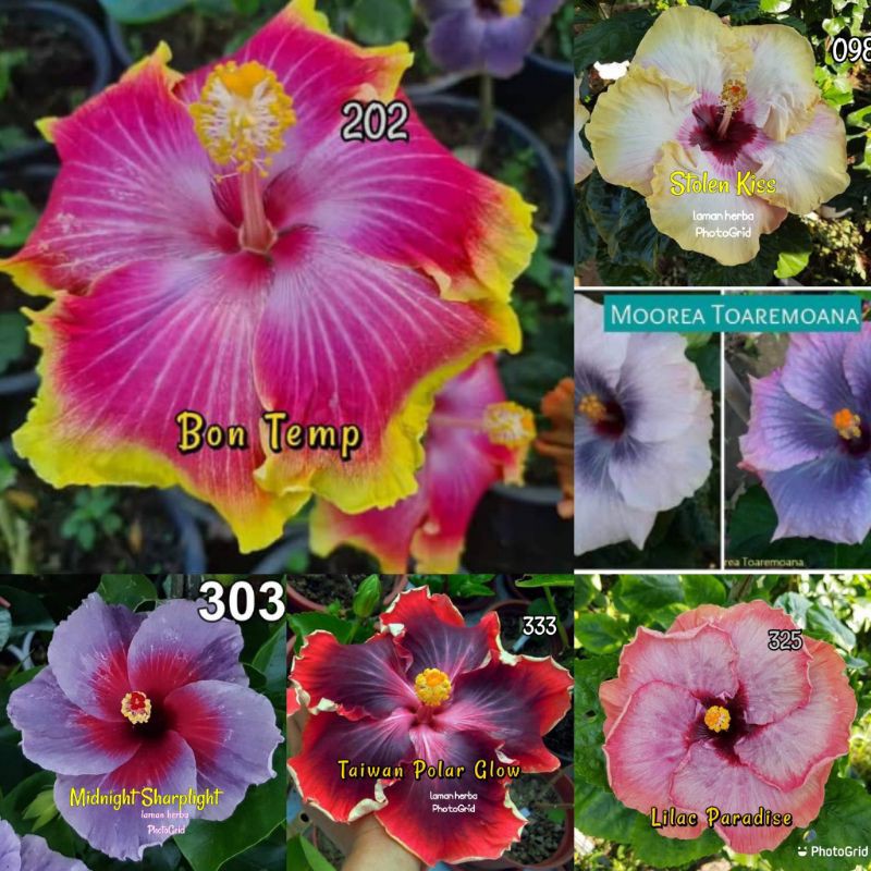 Bunga raya hibrid season 1, 2 & 3 (I, II & III) [anak pokok] [grafted ...